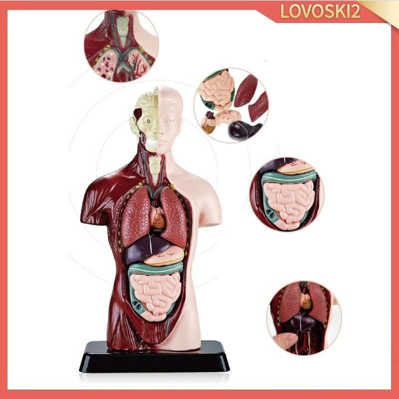 [LovoskiacMY] Human Body Model Removable Humam Model 5 Removable Parts ...