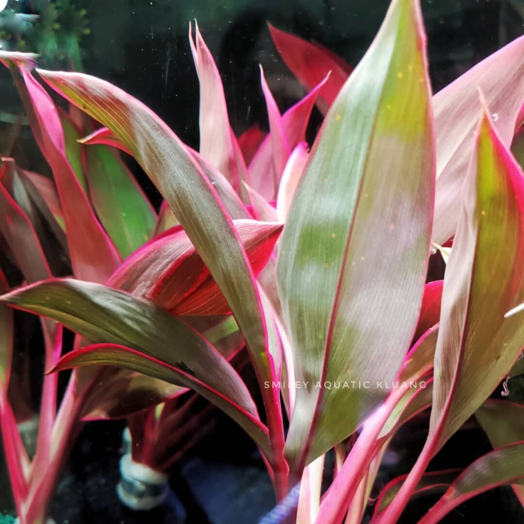 【LIVE】Cordyline Red Edge 青红边 Paludarium Easy Care Plant pokok hidup ...