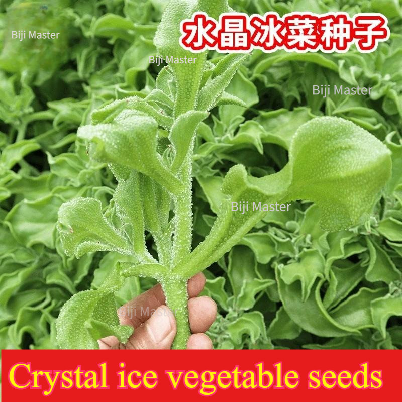 Crystal Ice Vegetable Seeds 】 Potted Vegetable Seed Seed Seed Ice Grass ...