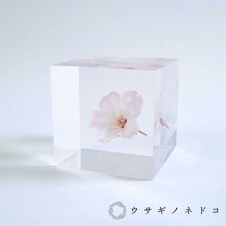 Us usaginonedoko Kyoto Rabbit Bed Sola cube Komatsu Otome Sakura cube ...