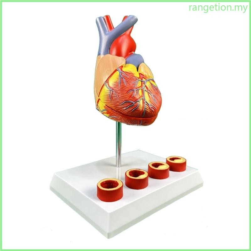 RAN Human Heart Model Human Heart Anatomy Medical Teaching Tool Medical ...