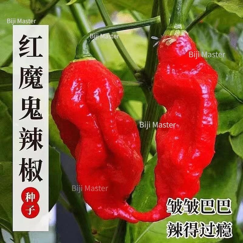 Benih Cili Pedas，World Hottest Chili Pepper Bhut Jolokia Seeds,20 Seed ...