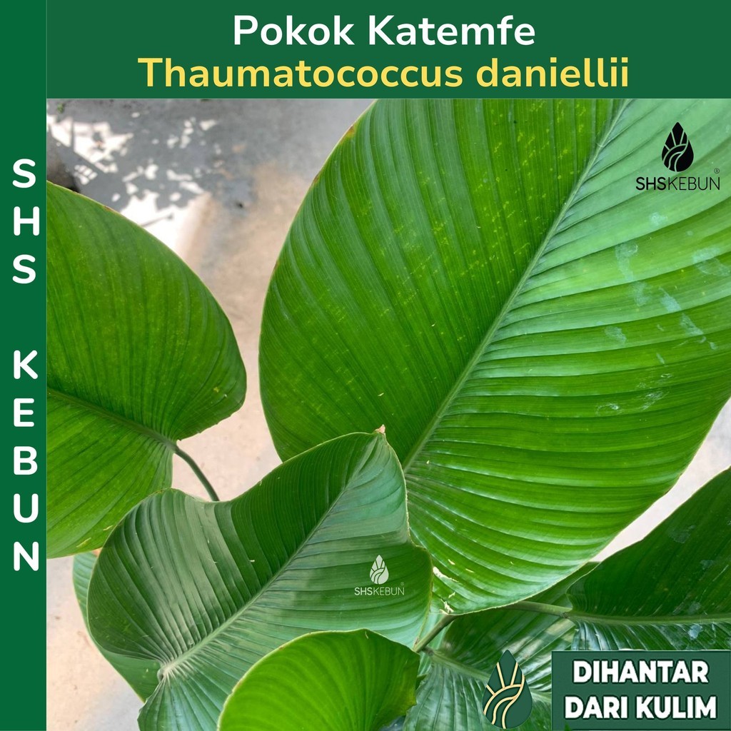Pokok Hiasan Pokok Thaumatococcus Daniellii Pokok Besar Pokok Landskap ...