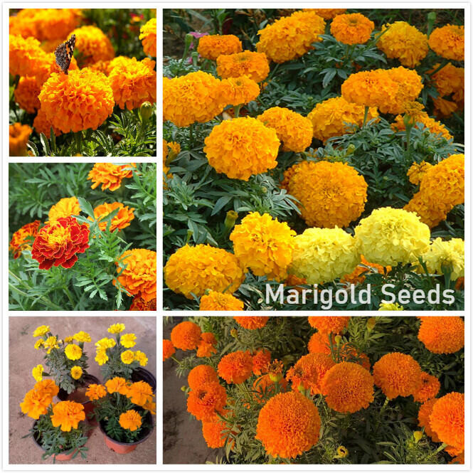 [Free Delivery]100pcs Mixed Colors Marigold Seeds Beautiful Flower ...