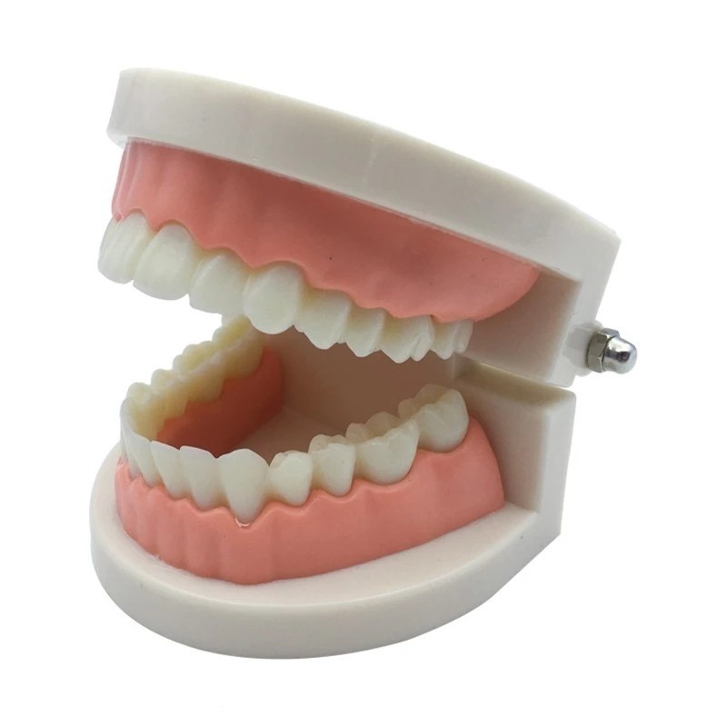 Teeth Model Dentist Student Model for Teaching Dentist Tools Dental Lab ...