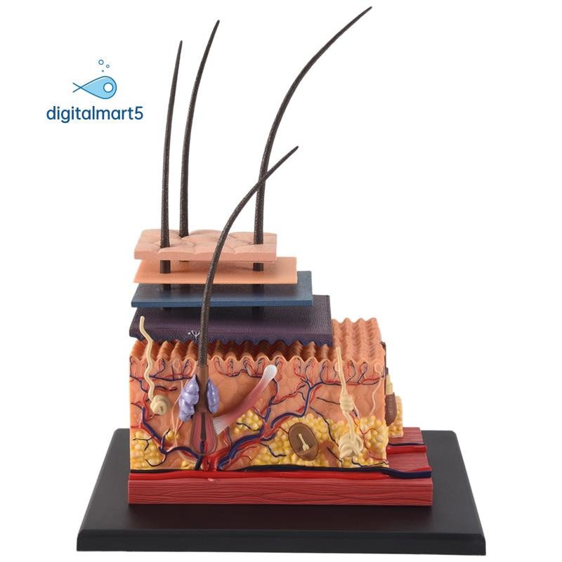 4D Human Skin Model Hair Organs Assembling Puzzle Model Teaching Model ...