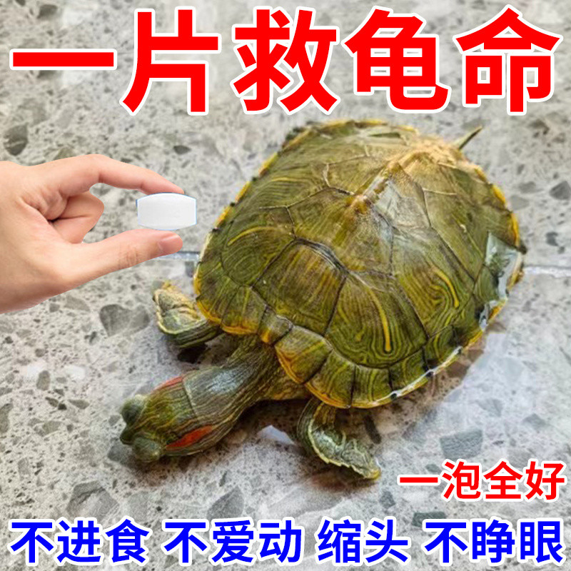 Protecting Turtle Tablets Turtles Anorexia Refuse Eating Powerless ...