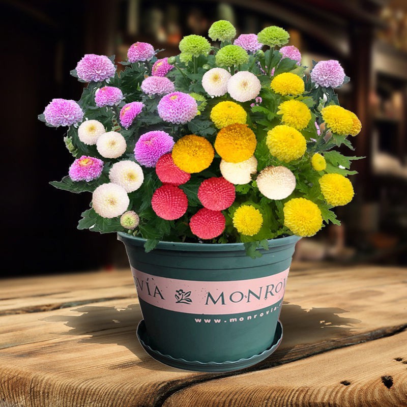 Ping Pong Chrysanthemum, Potted in Four Seasons, Flowering and Easy to ...