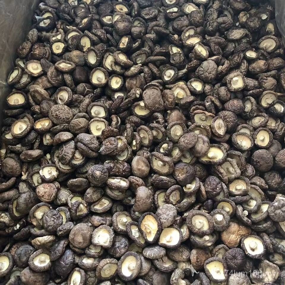 Cendawan shiitake kering baru dalam jumlah besar 5 catties cendawan ...