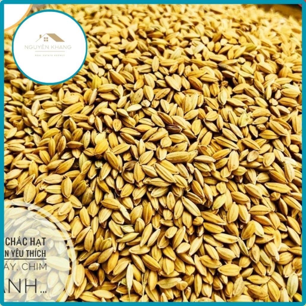 Red-fleshed pepper rice, rice for ground cuckoos, parrots, favorite ...