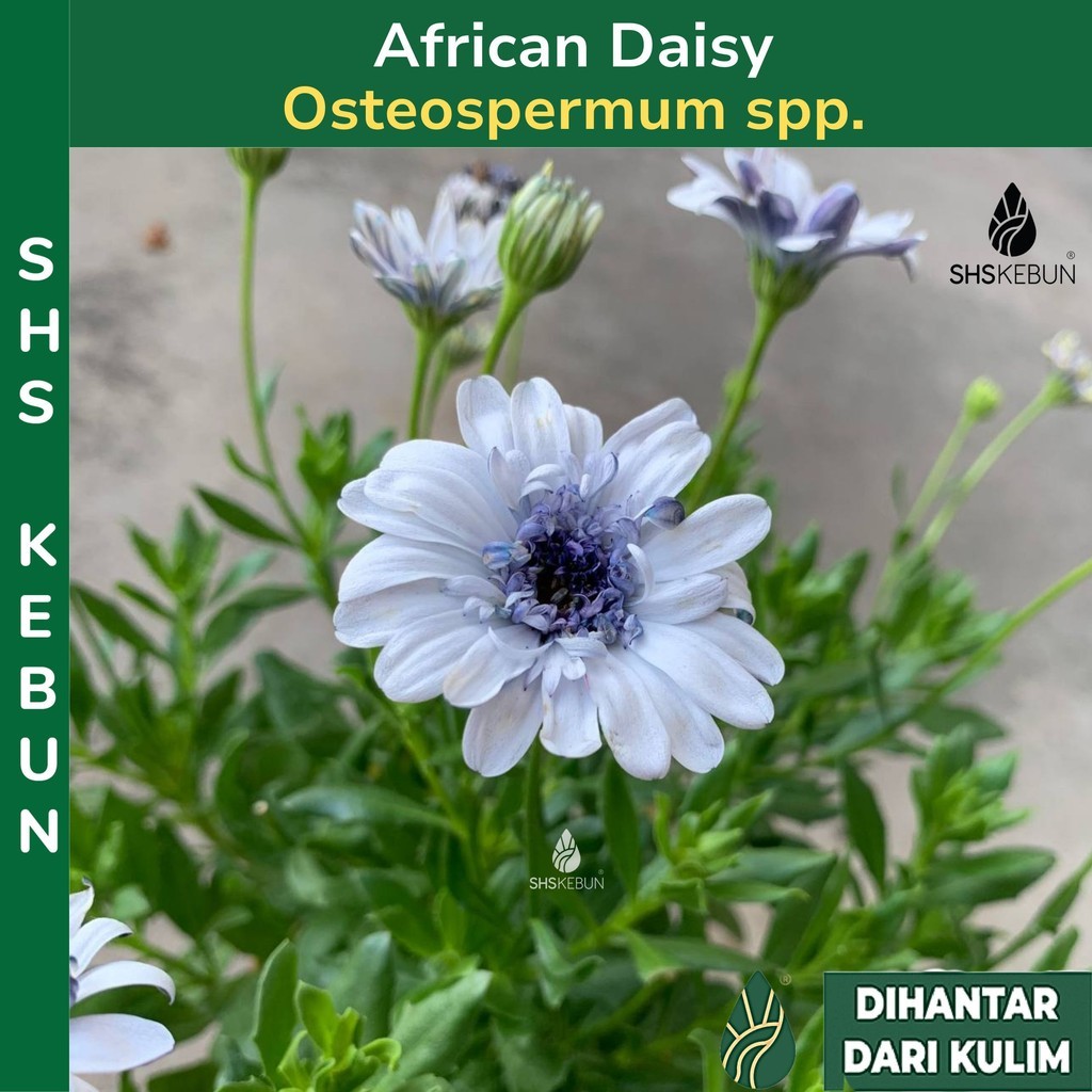Pokok Bunga Daisy Afrika African Daisy 蓝眼菊 Osteospermum Live Plant SHS ...
