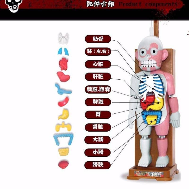 Human Body Structure Toys, Human Body Models, Scary Toys, Simulated ...