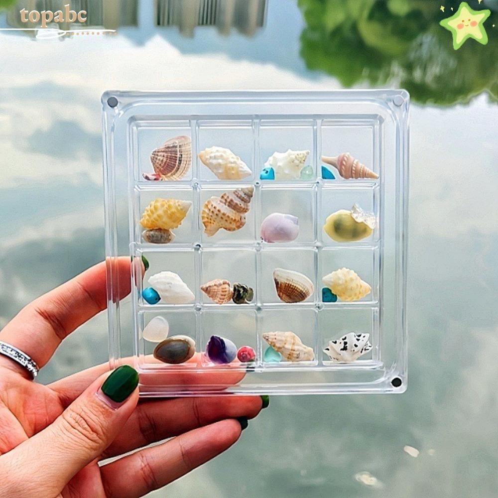 TOPABC Seashell Display Box, with Magnets Acrylic Seashell Storage Box ...