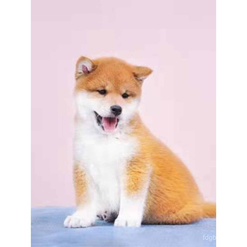 Japanese Shiba Inu Puppies Pure Breed Puppies Living Body Akita Inu ...