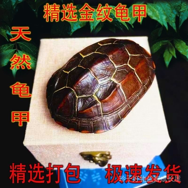 Natural Tortoise Shell Six Yao Tortoise Shell Empty Tortoise Golden ...