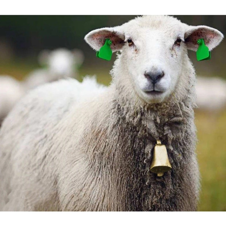 Loceng Kambing Loceng anak Lembu Leher Loceng 38mm Horse Sheep Cow ...