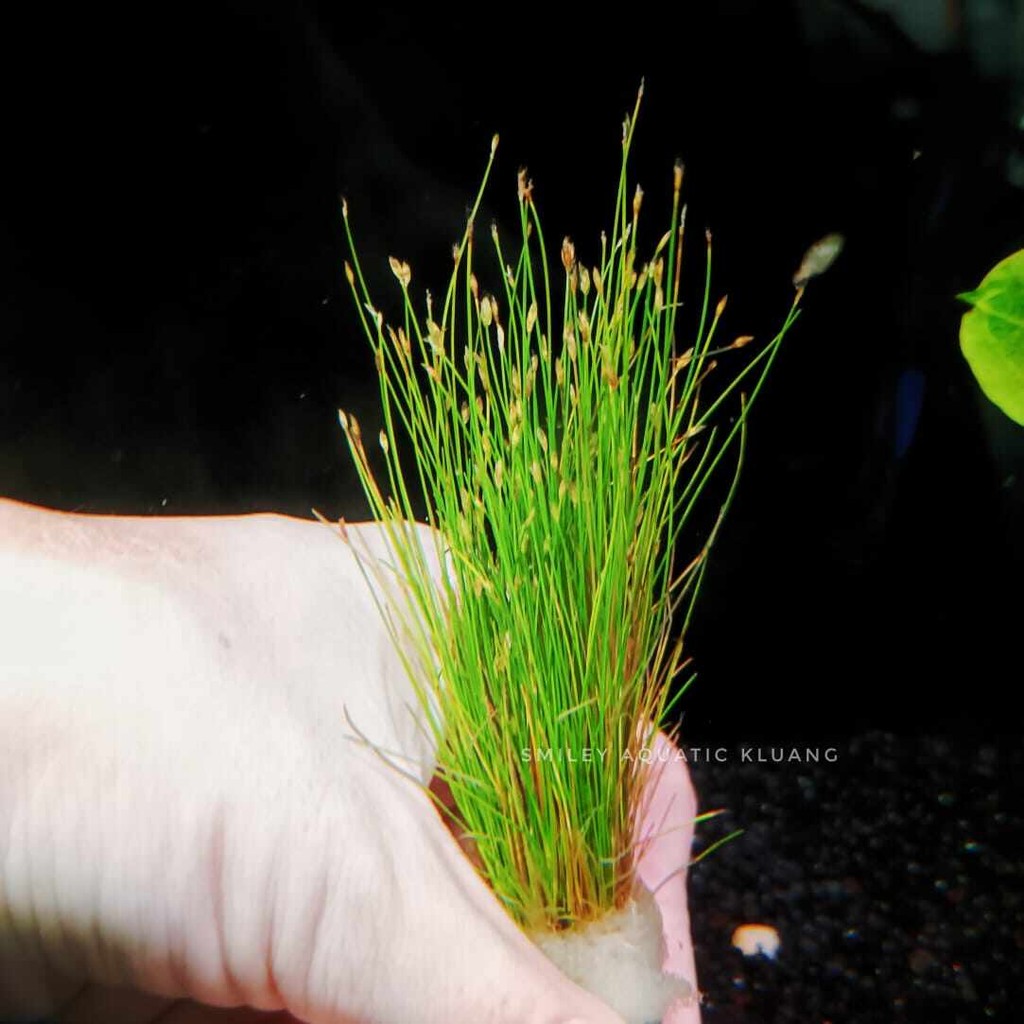 【LIVE】Hair Grass 牛毛毡 Eleocharis parvula Dwarf Hairgrass Carpet Aquatic ...
