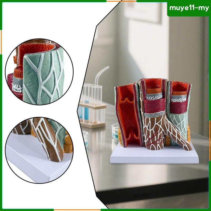 [MuyeadMY] Human Blood Vessel Model Scientific Lightweight Realistic ...