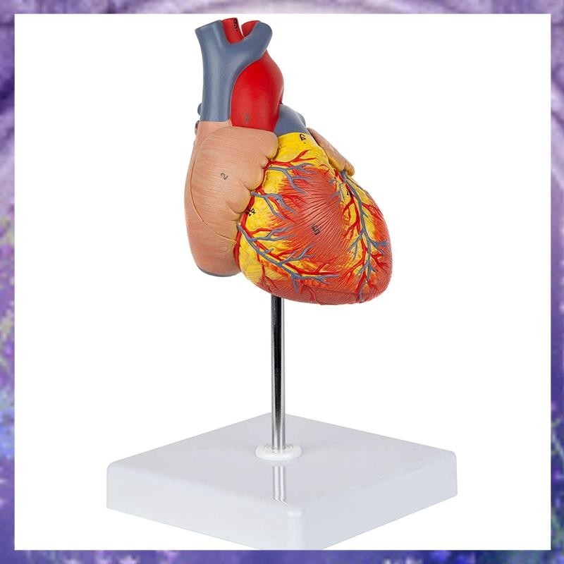 (Y W Z H)Heart Model, 2-Part Deluxe Life Size Human Heart Replica with ...