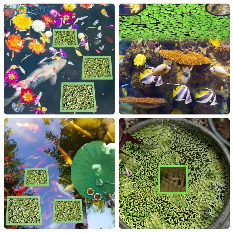 cc Aquariums Floating Plant Holder Floating Plant Aquaponic Plant ...