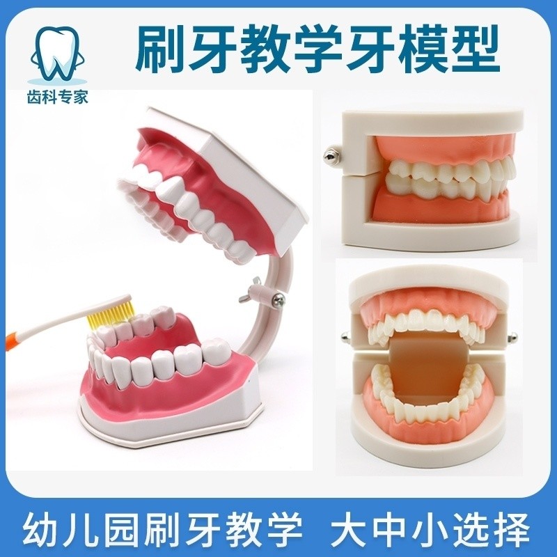 Dental Standard Tooth Model Tooth Model Tooth Model Teaching Denture ...