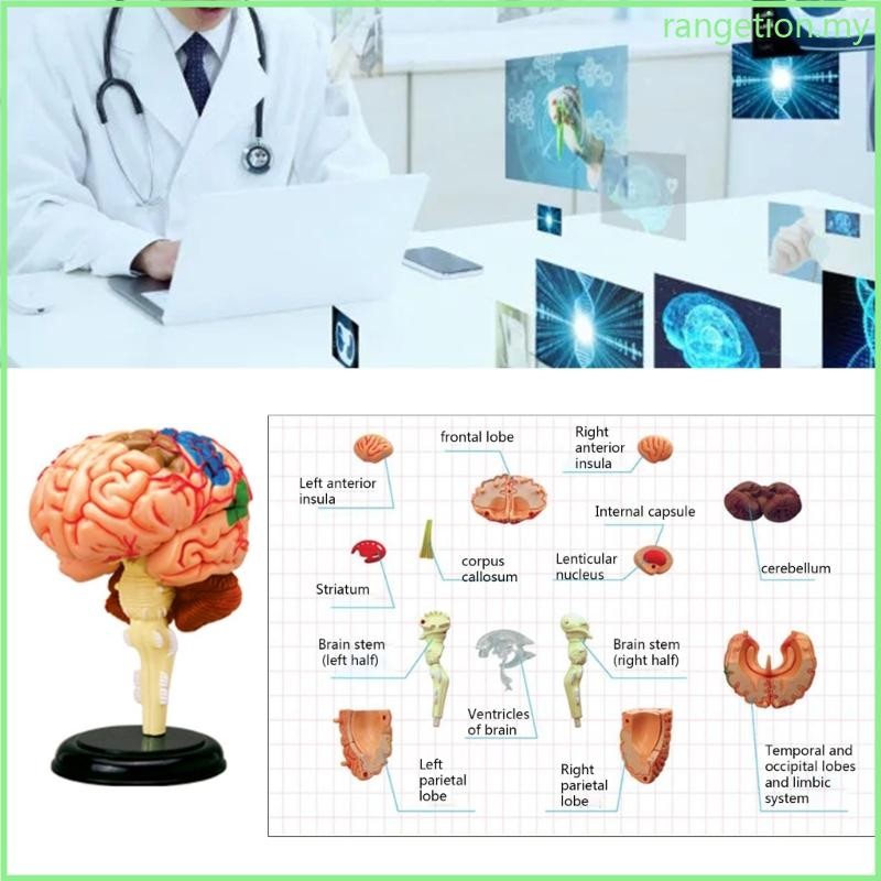RAN Human Brain Display Medical Model for Neuroscience Teaching ...