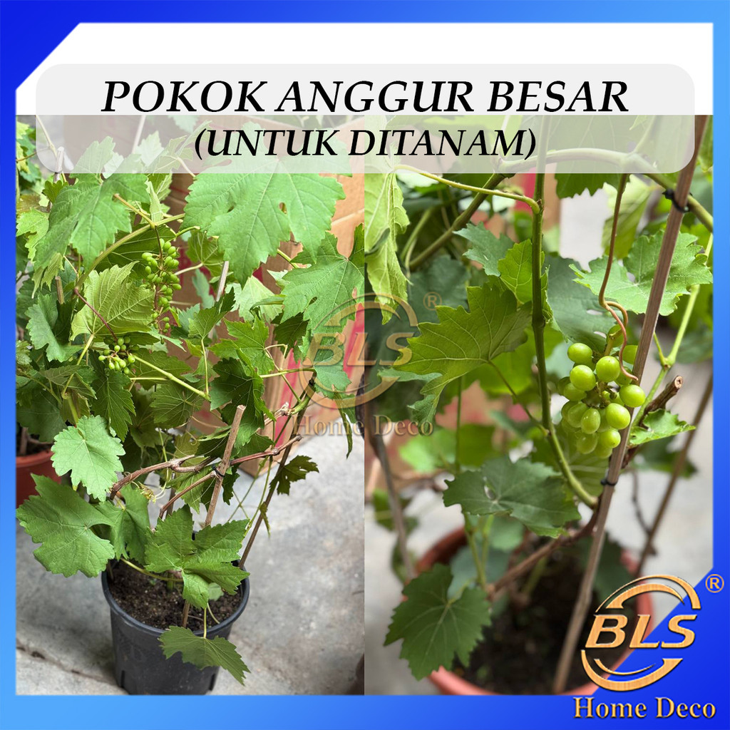 Pokok Anggur Besar Untuk Ditanam Pokok Hidup Real Live Plant Grape Tree ...