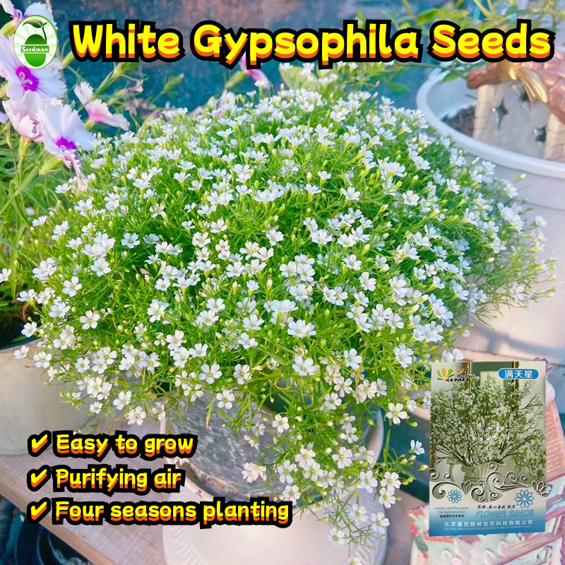 10 Seeds/pack White Gypsophila Flower Seeds for Sale 白满天星种子 Benih Pokok ...