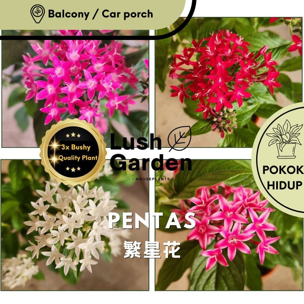 Pentas Lanceolata Series/ Lucky Star / 繁星花 / 五星花 Anak Pokok Bunga ...