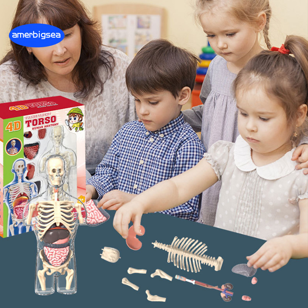 Amerbigseam Transparent Torso Model Educational Anatomy Model ...