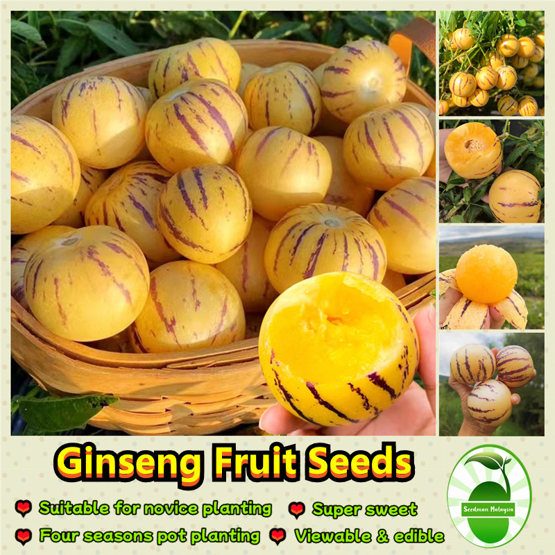 30 Seeds/pack Sweet Ginseng Fruit Seeds for Planting Biji Benih Ginseng ...