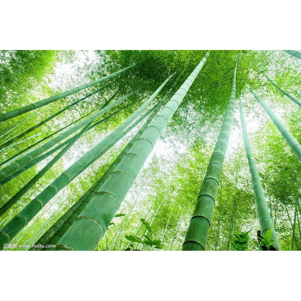 F47 Biji Benih Pokok Buluh Moso Bamboo seeds 30 pcs Phyllostachys Seeds ...