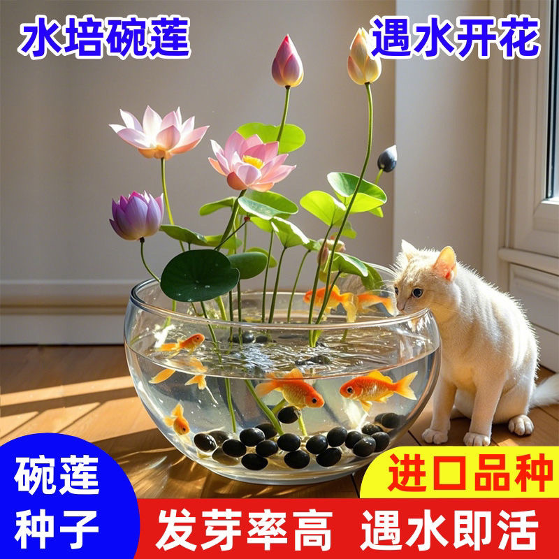Shopee Official Bowl Lotus Species Colorful Colorful Colorful ...