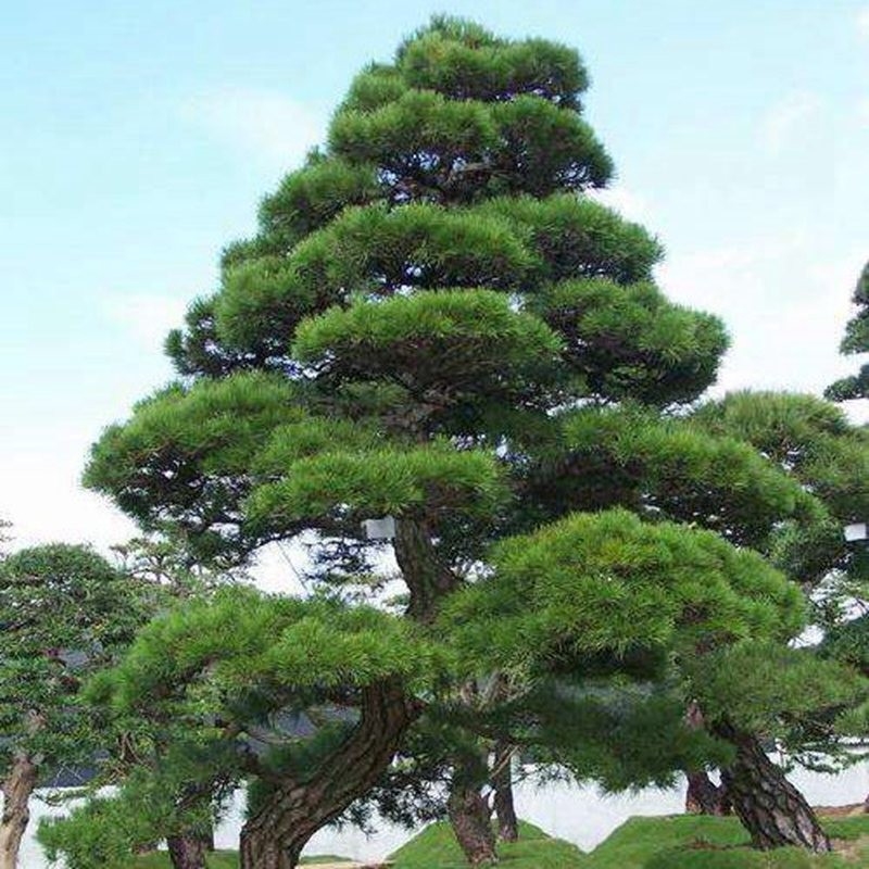 8 seeds Black Pine Bonsai plant seeds/ Biji Benih Pinus thunbergii 黑松种子 ...
