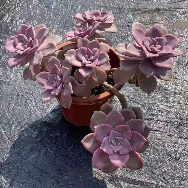 Pakej reput hitam Zile mengimbangi timbunan lama lignin succulents ...