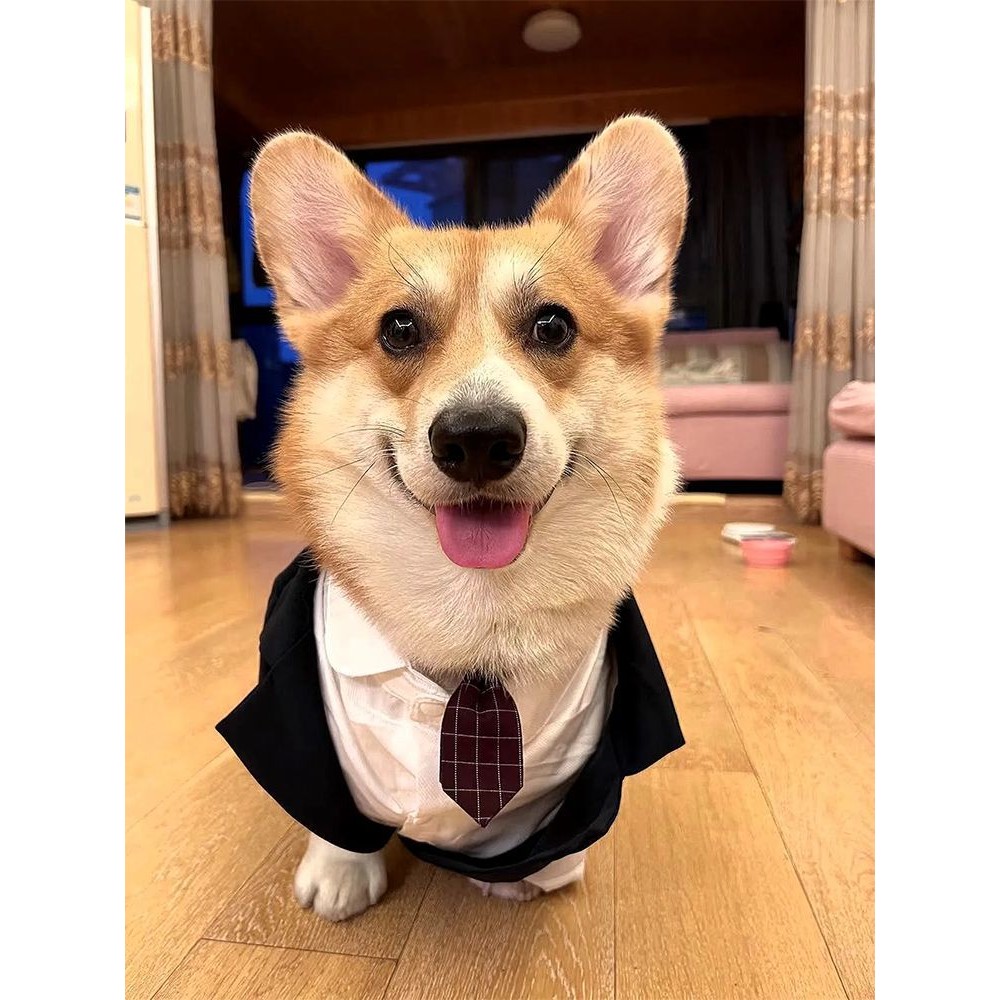 Corgi Handsome Suit Dress Pet Dress Up Wedding Photo Funny Outing ...