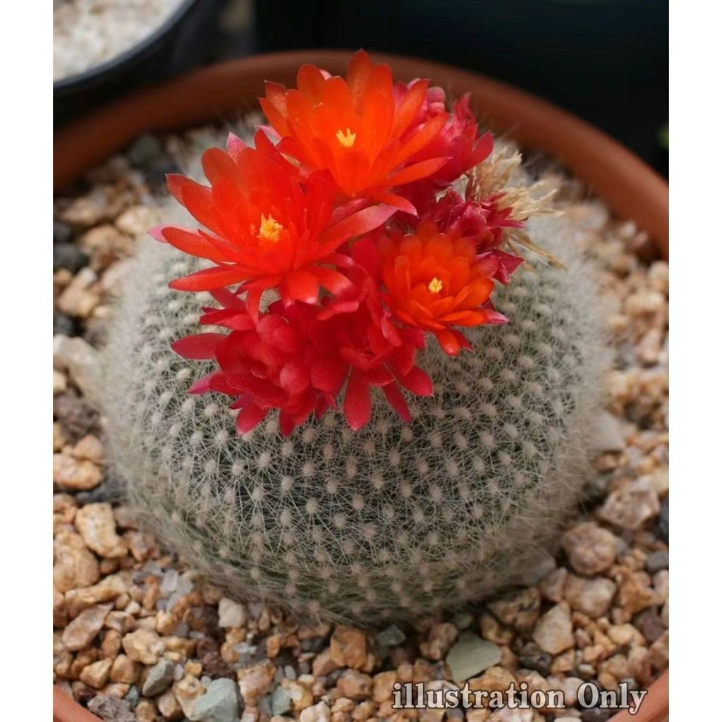 BUY1 FREE1 Cactus Plant: Notocactus Haselbergii🌵实生白雪光🌵90291 ️Imported ...