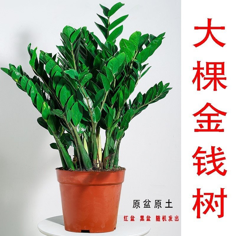 Pokok Wang Tanaman Berpasu Dalaman Mudah Ditanam Ruang Tamu Hiasan ...