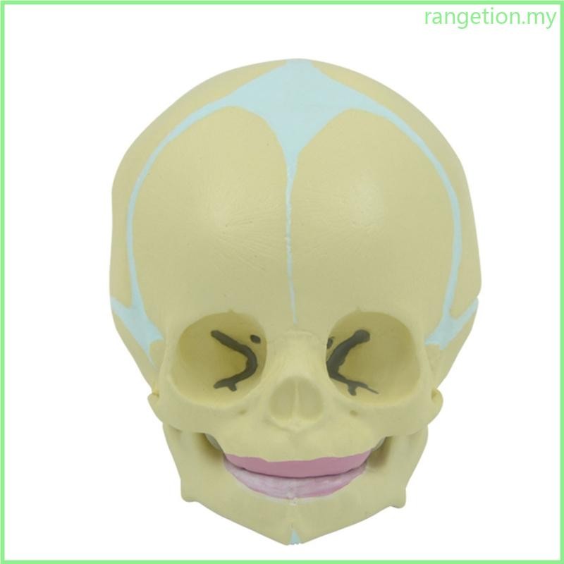 RAN Human for Head Bone Model Baby Skull Model 1 1 Life Size for ...