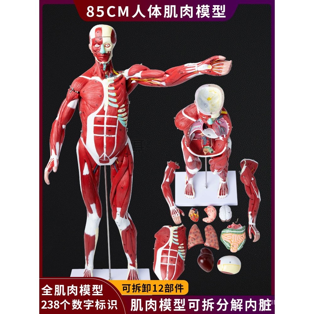Otot Badan Penuh Manusia Organ Dalaman Pembedahan Struktur Anatomi ...