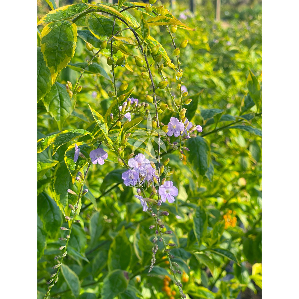 Real Plant Duranta Erecta Gold Edge Golden Dew Drop Sky Flower
