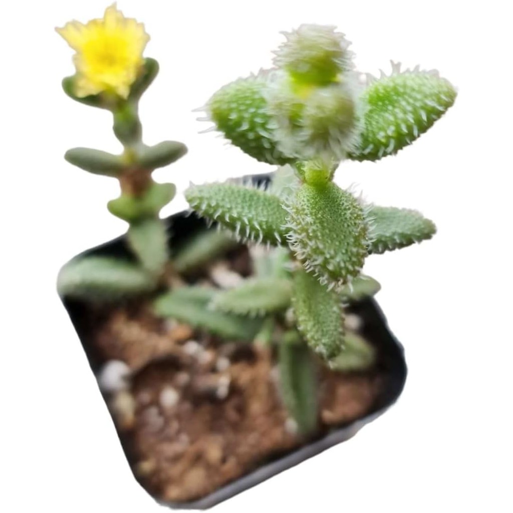 Rare Live Succulent Cactus Plants (2" Pot Delosperma echinatum - Pickle ...