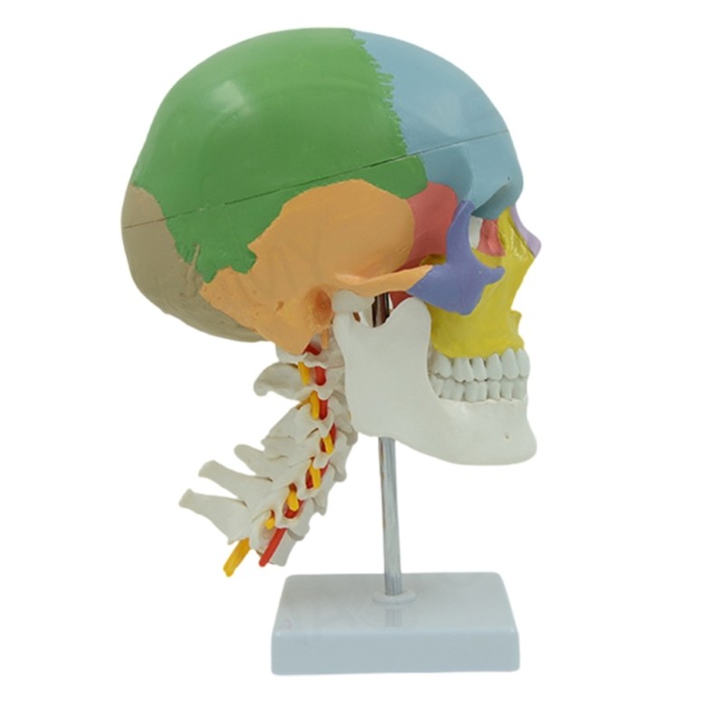 love* Human Colored Skull Model Human Skull Model with Cervical Spine ...