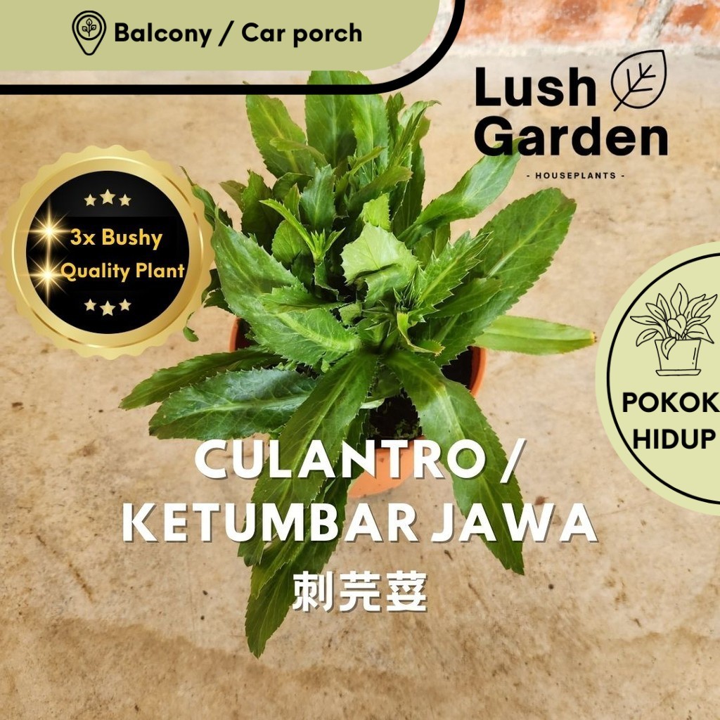 [Bushy] Culantro Ketumbar Jawa 刺芫荽 Anak Pokok Hidup Sayur Vegetable Herb Herbs Live Plant Leaves ...