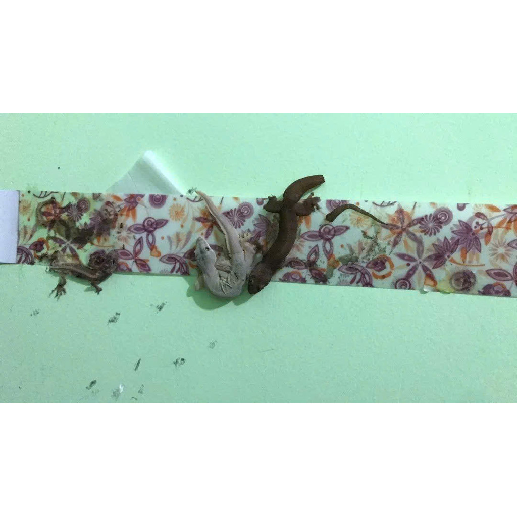 10 Pieces Lizard Trap Glue Lizard Glue Gecko Trap Glue | Shopee Malaysia