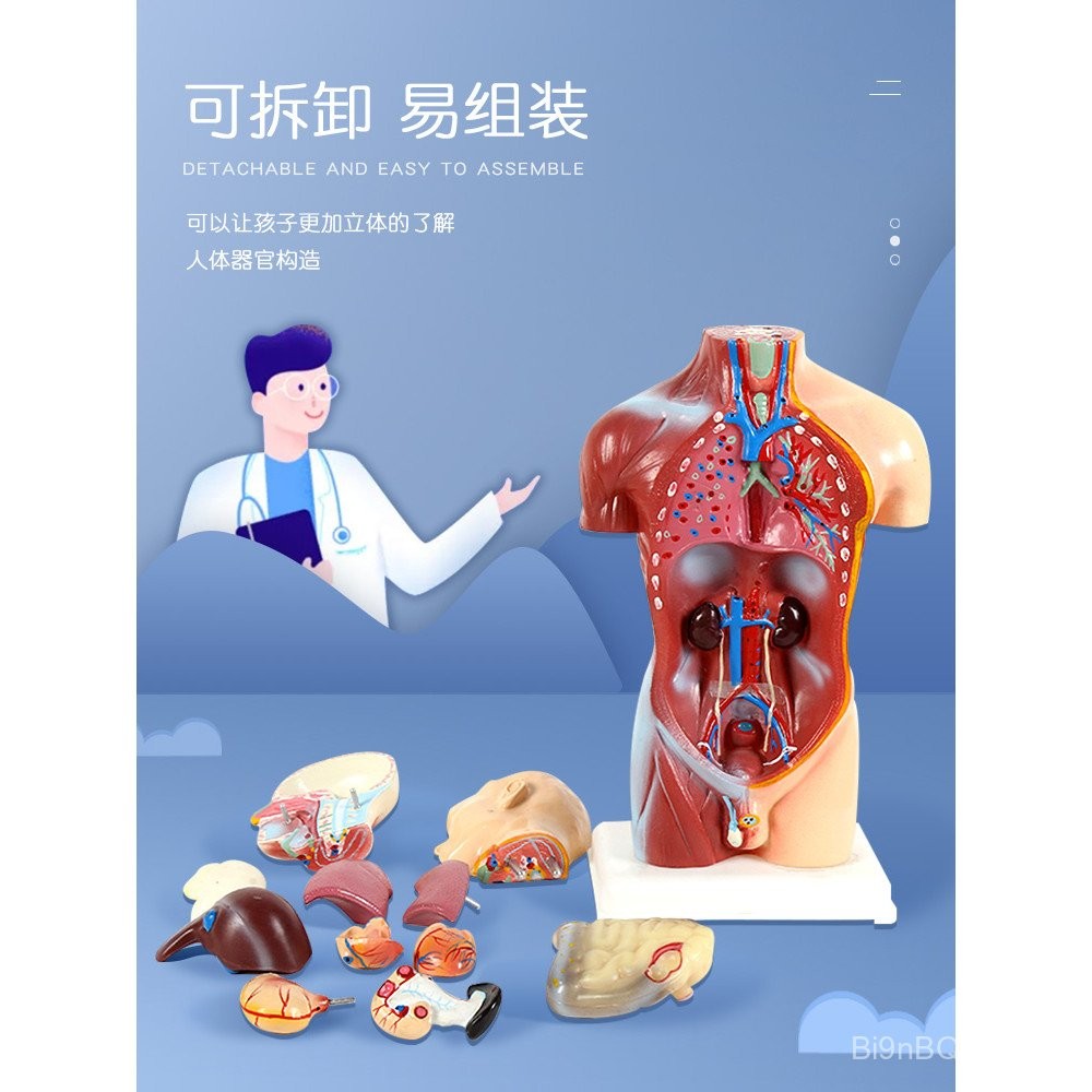 Children Version Detachable Human Body Structure Model Organ Anatomy ...