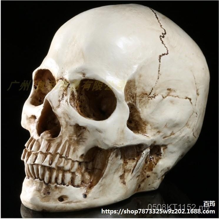 Simulation Character 1 Teaching Aids Skull Skeleton Skeleton Teaching ...