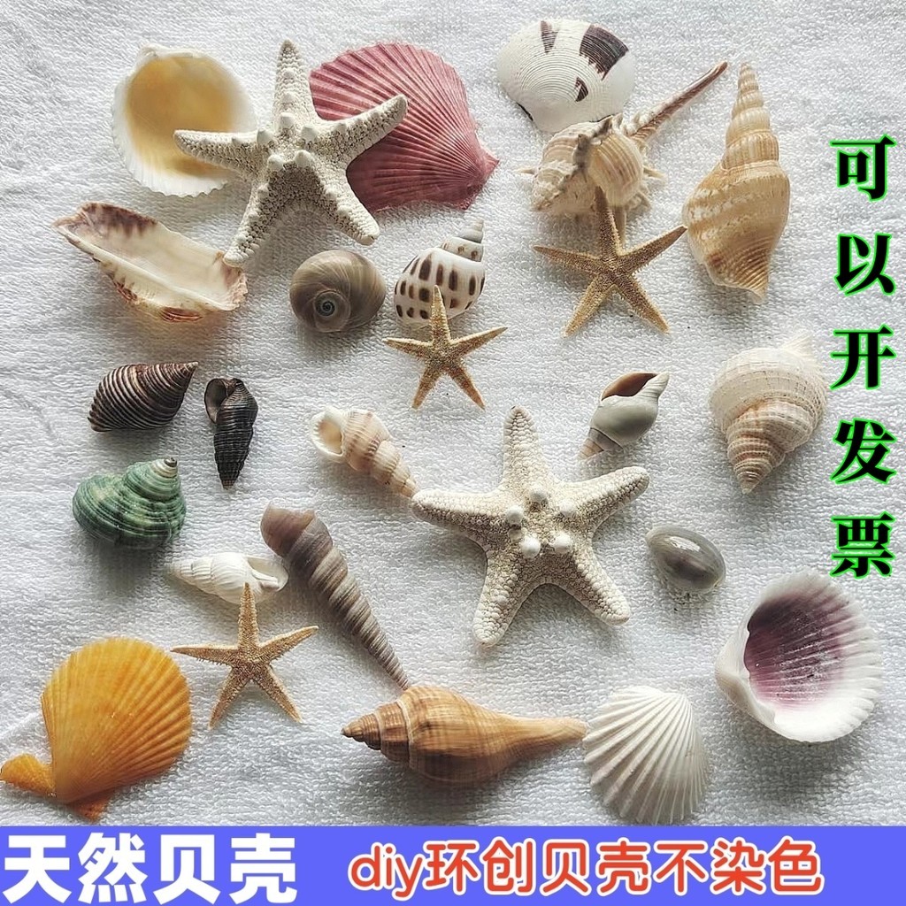 Shopee Official Natural Shell Conch Genuine Kindergarten Children Shell ...