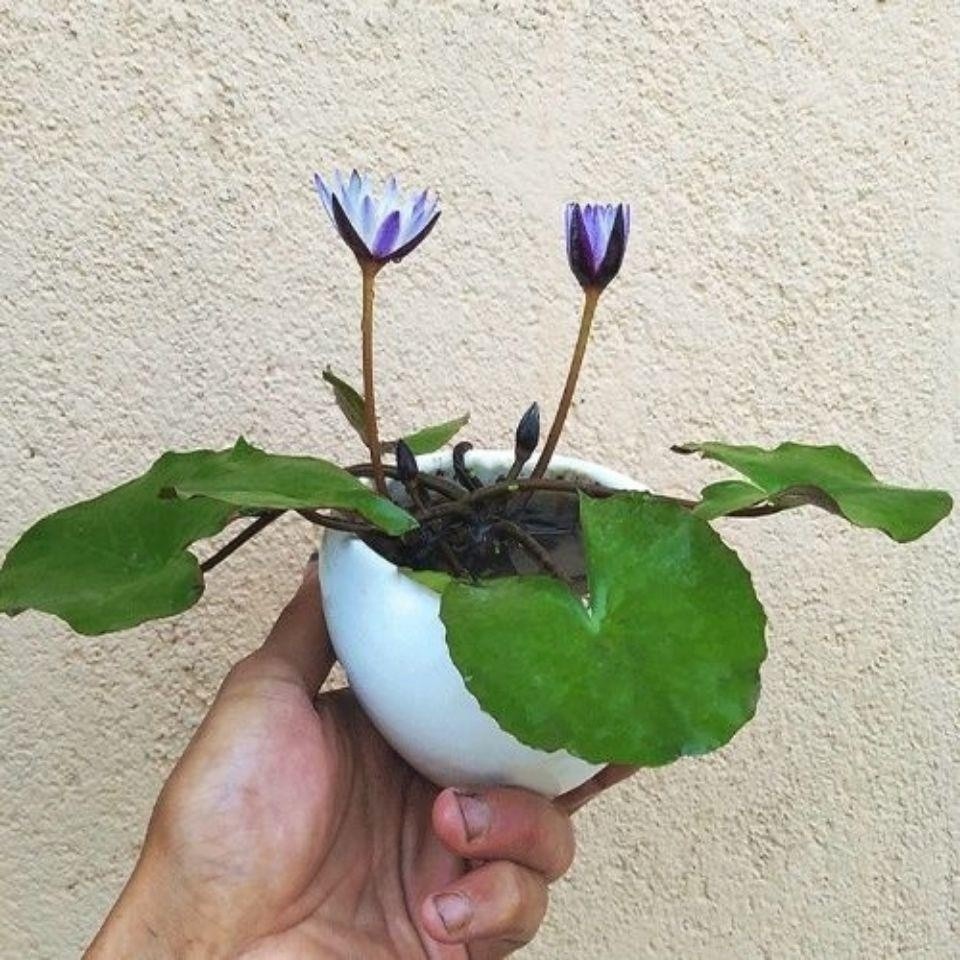 Mini Water Lily Root Block with Flower Bud Bowl Lotus Root Four Seasons ...