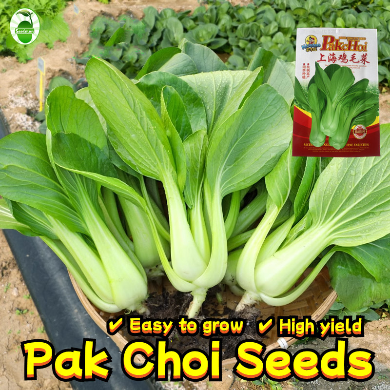 500 Seeds/pack High Yield Pak Choi Seeds for Sale 上海青种子 鸡毛菜籽 Biji Benih ...